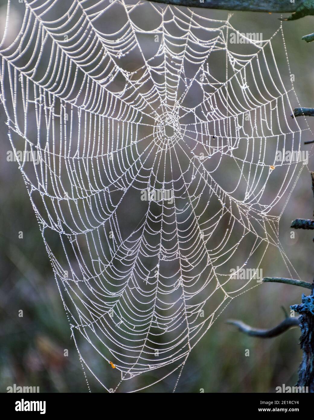 fine cobwebs between tree branches, misty bog landscape with swamp ...