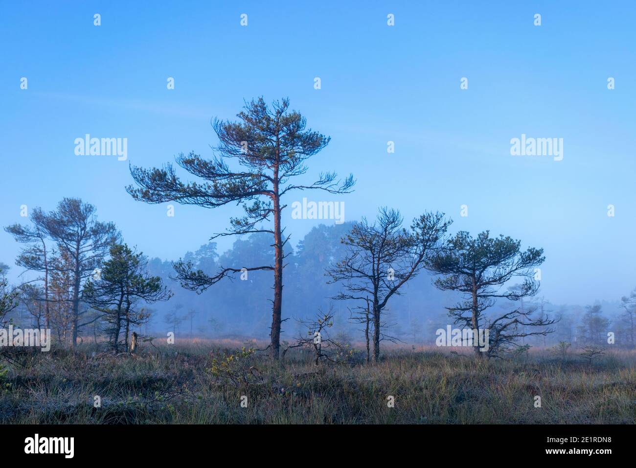 misty mire landscape with swamp pines and traditional mire vegetation ...