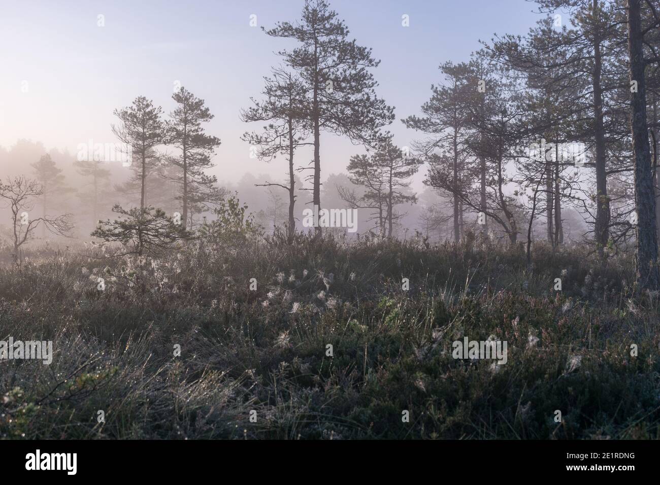 misty mire landscape with swamp pines and traditional mire vegetation ...