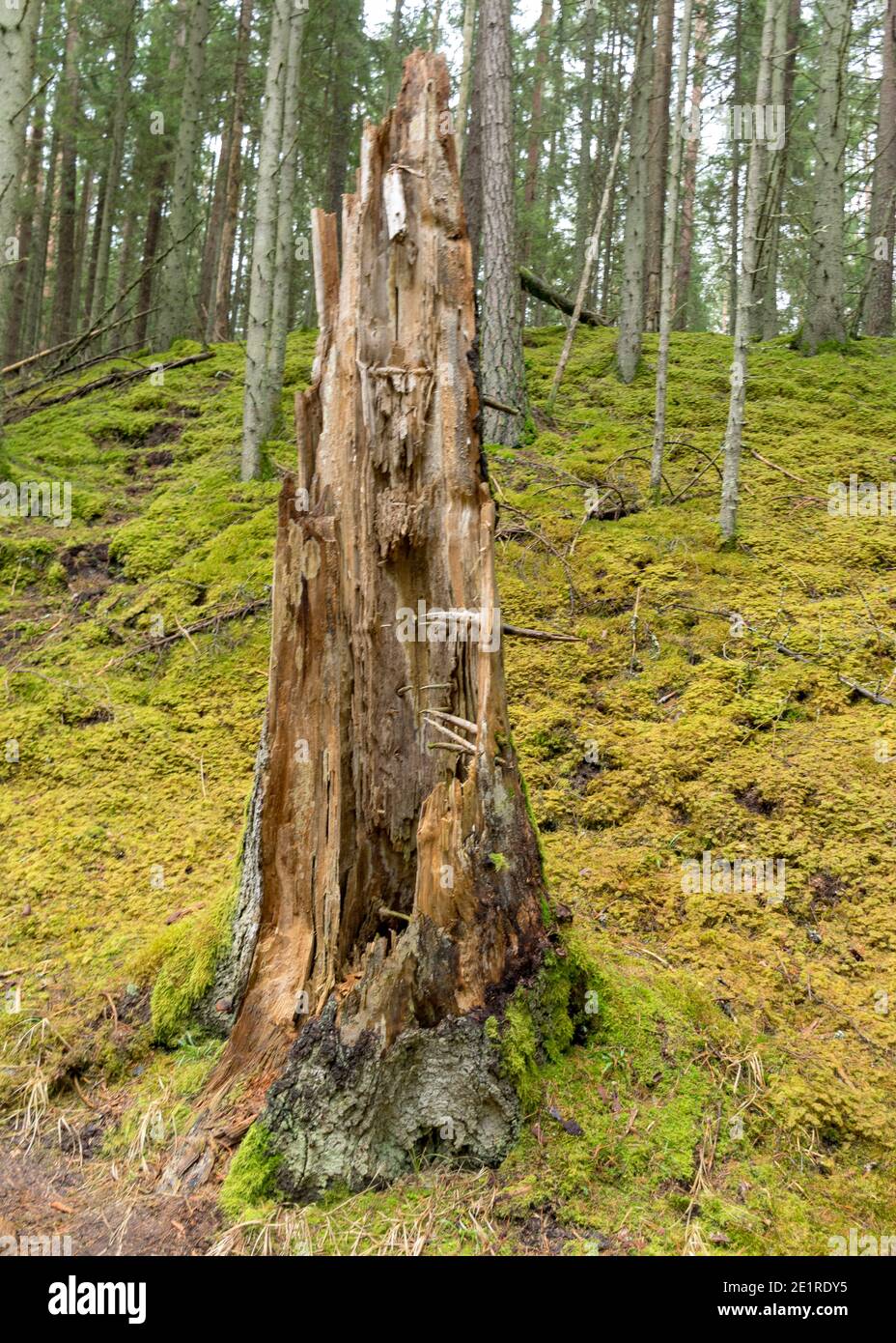 Old steamer trunk hi-res stock photography and images - Alamy