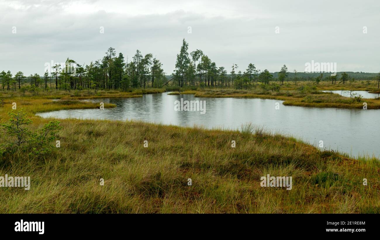 rainy day, rainy background, traditional bog landscape, bog lake in the ...