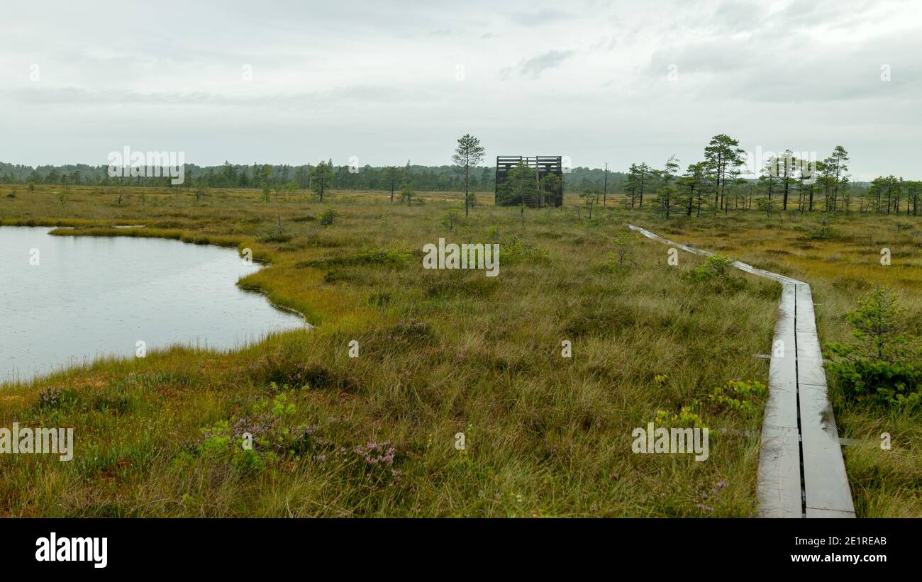 rainy day, rainy background, traditional bog landscape, wet wooden ...