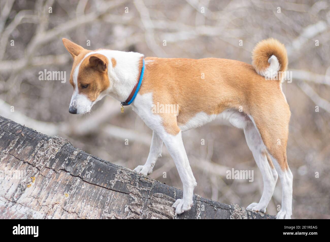 Brave basenji dog come up from low level tree branch at early spring ...