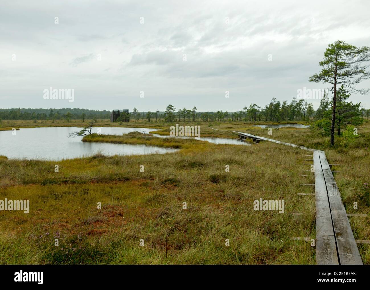 rainy day, rainy background, traditional bog landscape, wet wooden ...