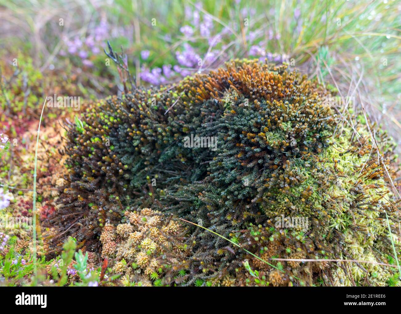 abstract bog moss, lichen and grass texture, bog vegetation, suitable ...