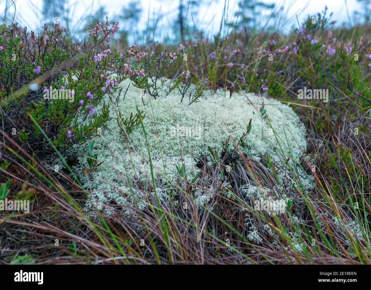 abstract bog moss, lichen and grass texture, bog vegetation, suitable ...