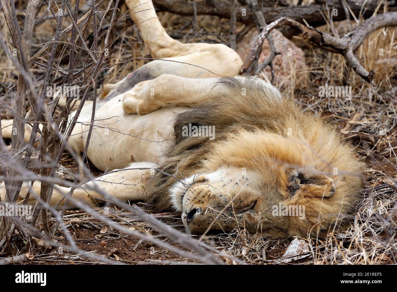 Lion lying on back hi-res stock photography and images - Alamy