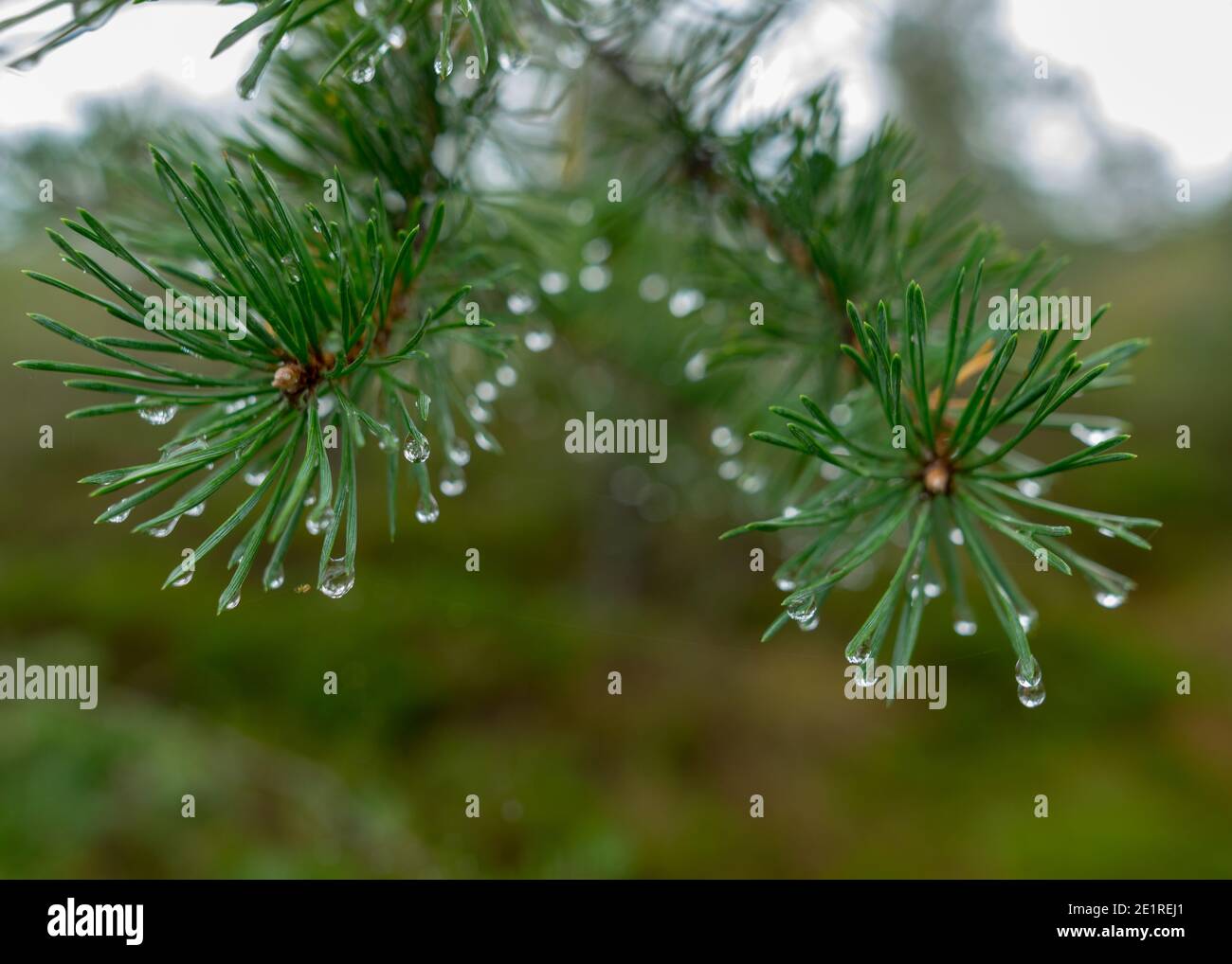 wet pine needles, rain drops fallen into needles, blurred background ...