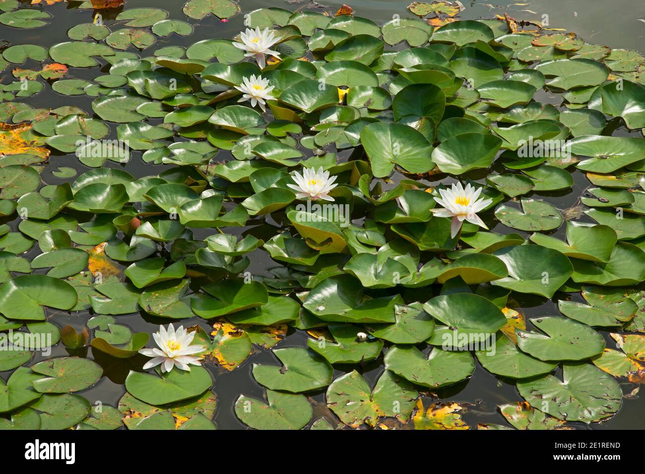 Water lily at Park of Amber palace (Palac Bursztynowy) in Wloclawek ...