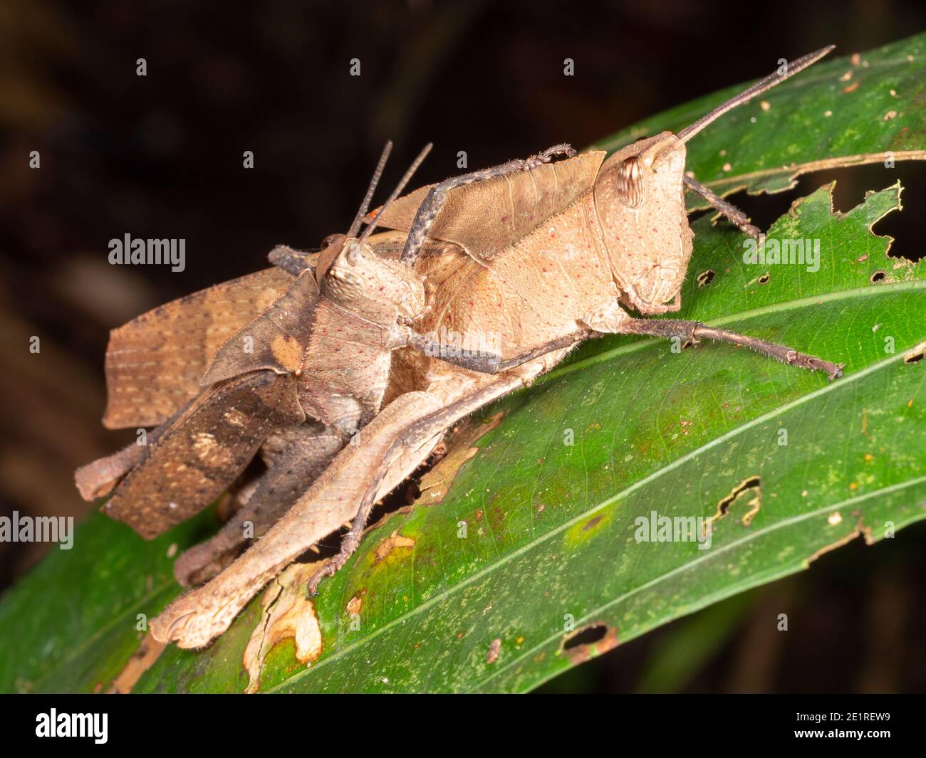 Rainforest grasshoppers (Acrididae) mating. In the Ecuadorian Amazon ...