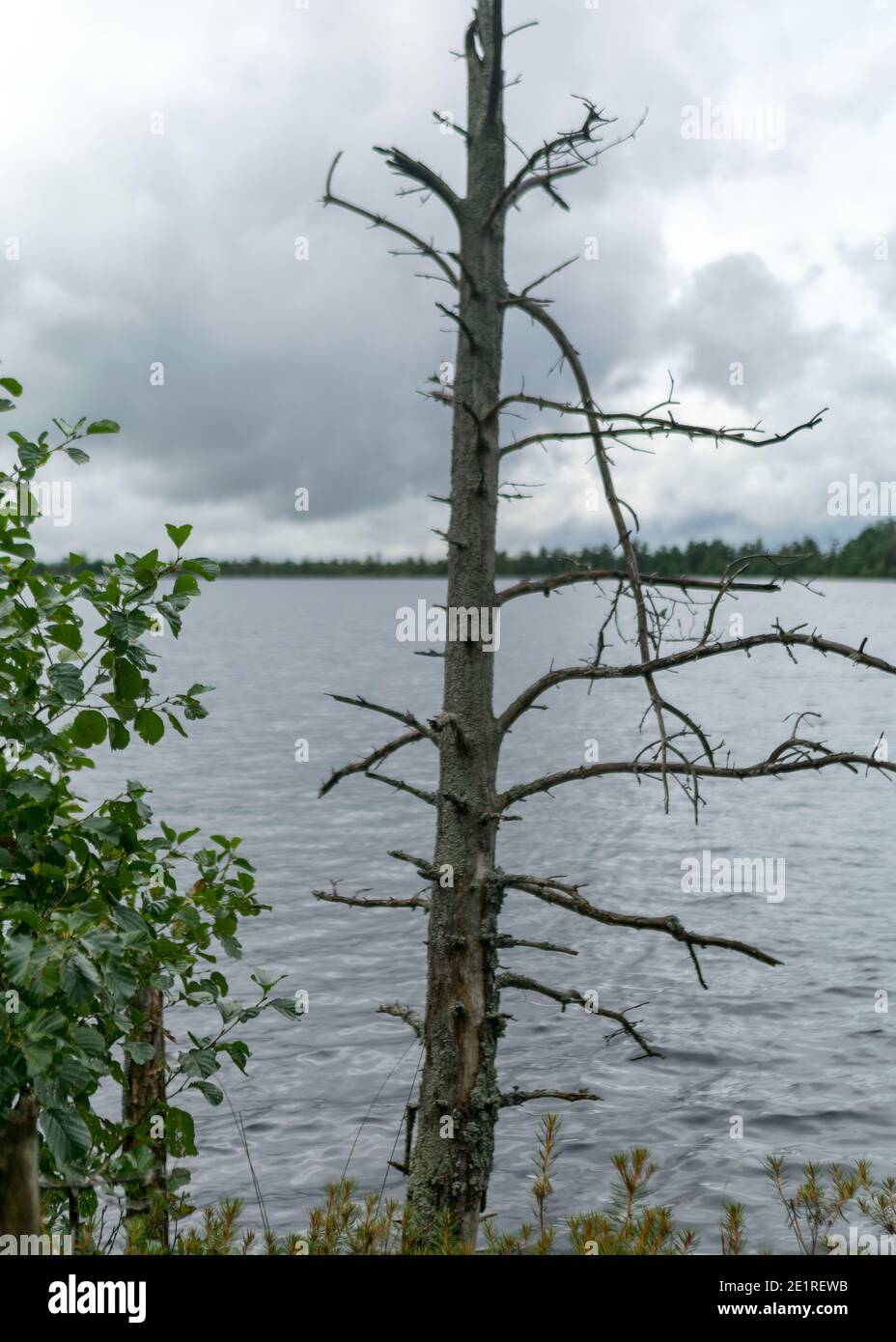 rainy day, rainy background, traditional bog landscape, bog lake in the ...