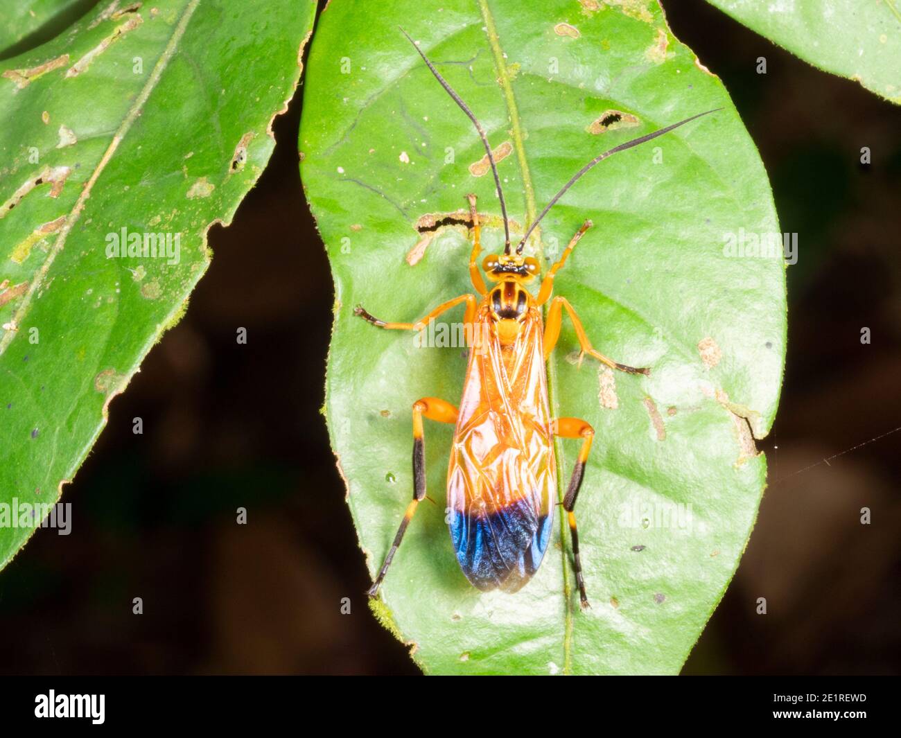 Ichneumon wasp on a leaf in the rainforest in the Ecuadorian Amazon ...