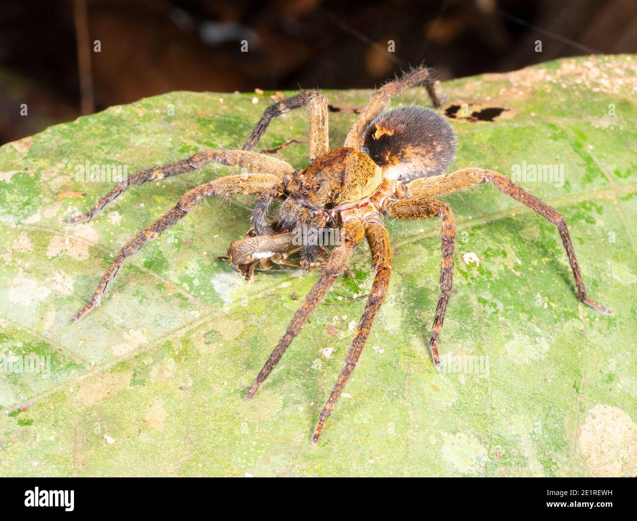 Wandering spider (Family Ctenidae) eating an insect at night in the ...