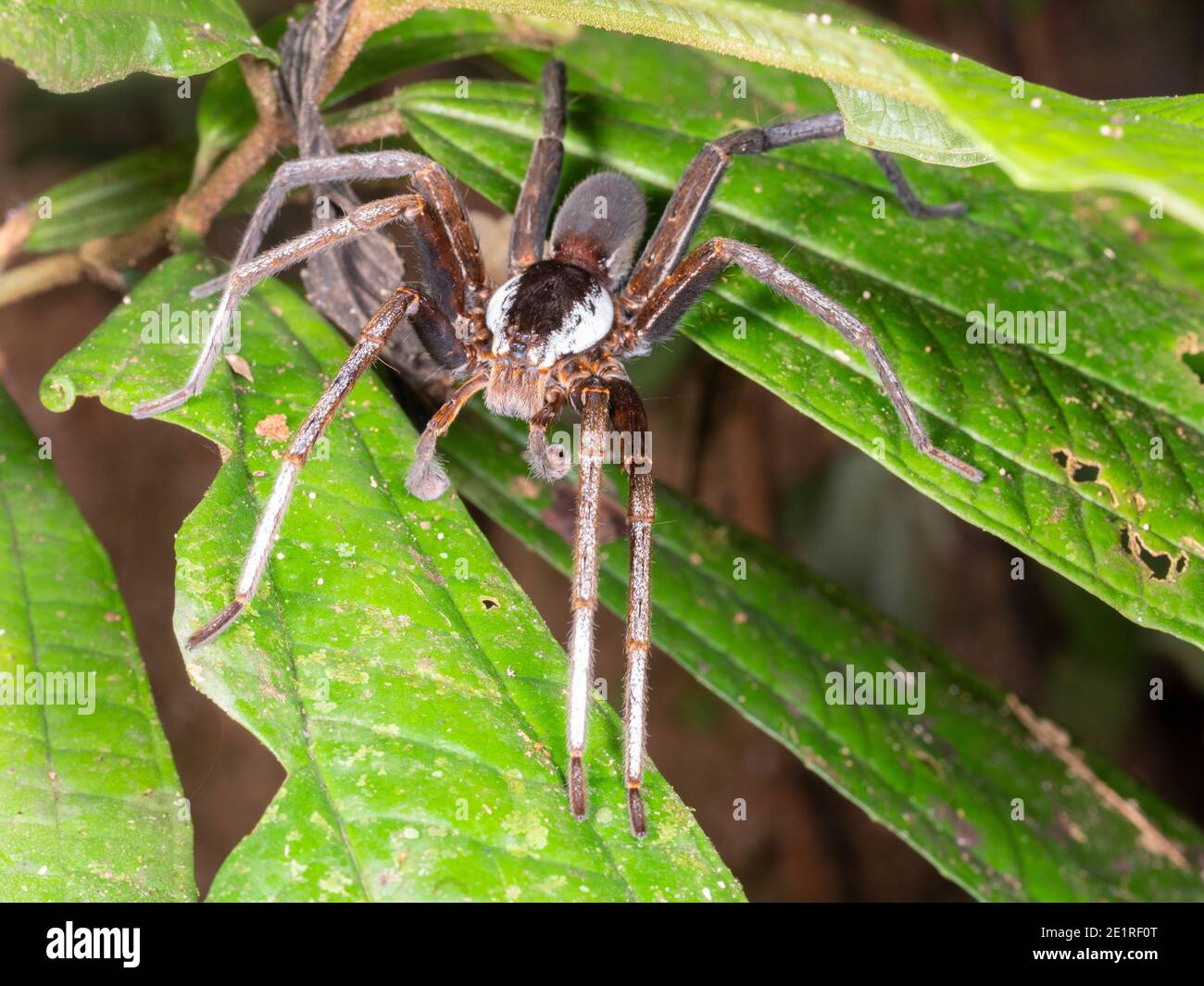 Male wandering spider (family Ctenidae) with long pedipalps in the ...