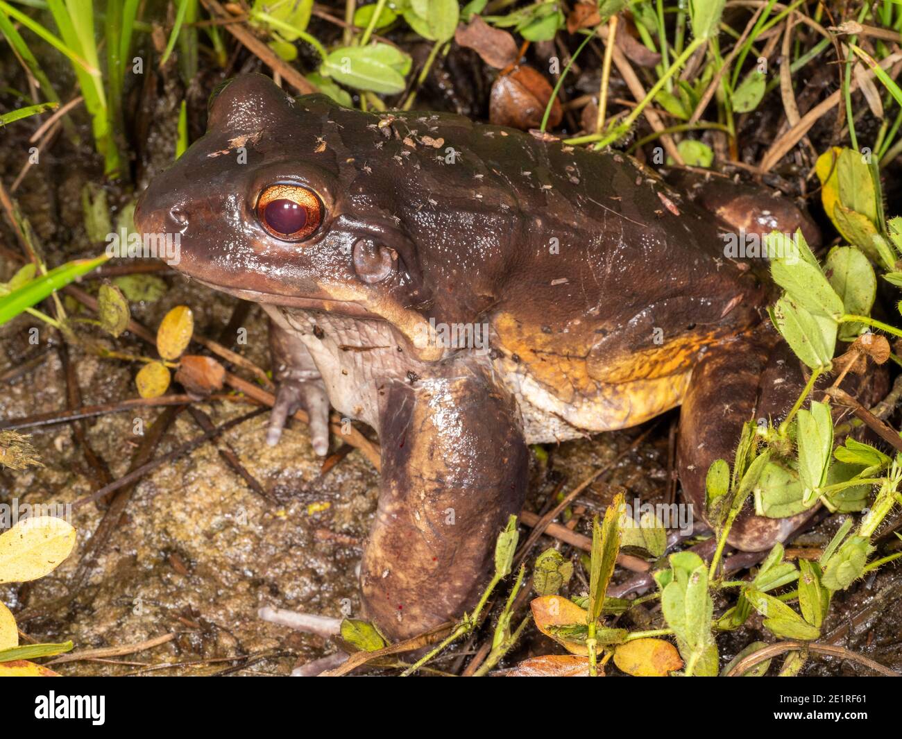 Male Knudsen's Bullfrog (Leptodactylus knudseni) at the edge of a pond ...