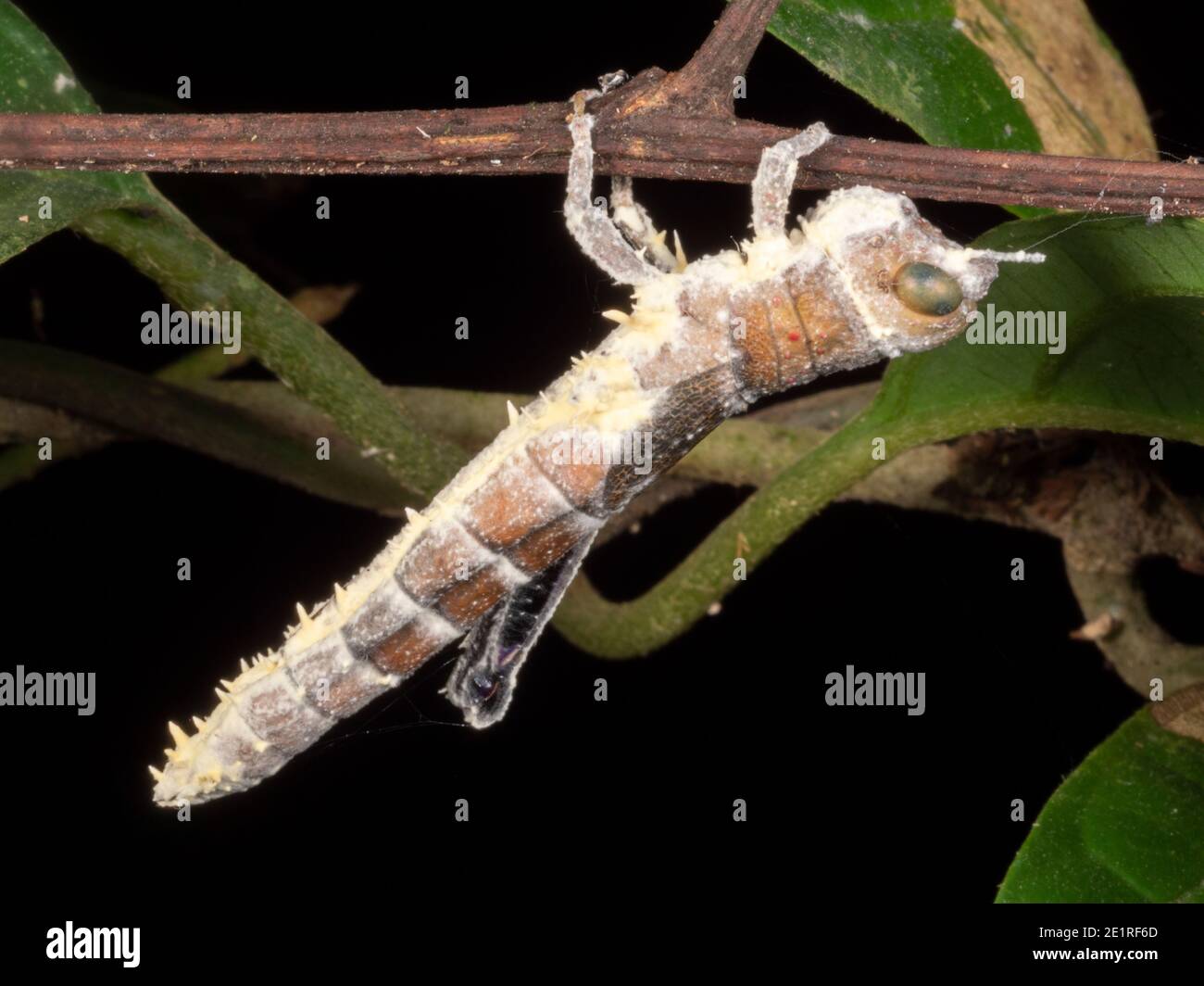 Dead grasshopper infected with Cordyceps fungus in the rainforest ...