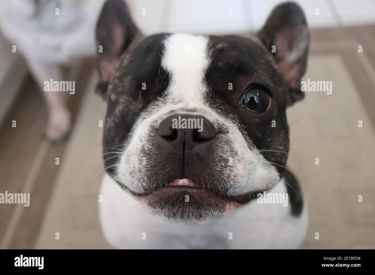 Frenchton dog hi-res stock photography and images - Alamy