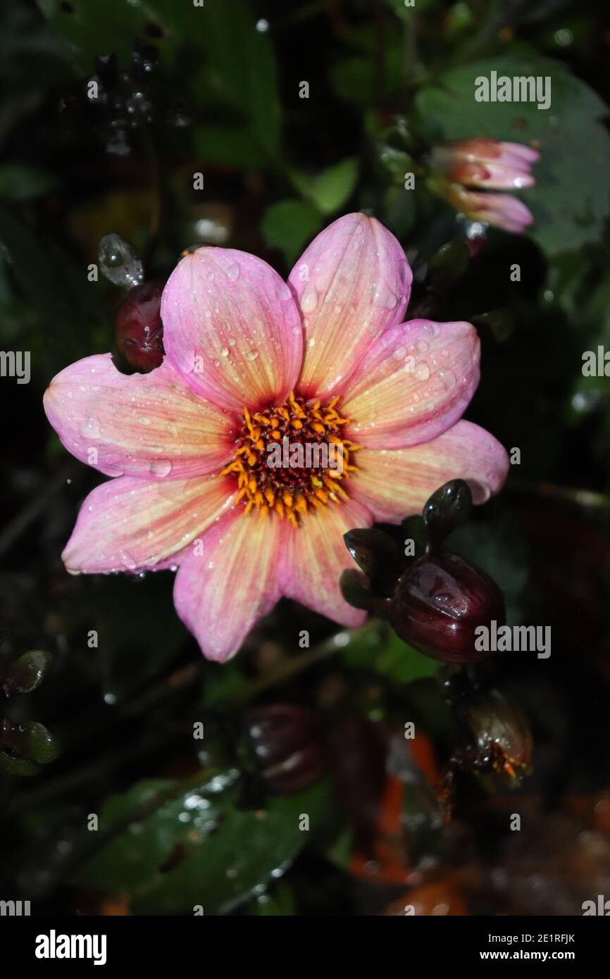 Pink_flower hi-res stock photography and images - Alamy