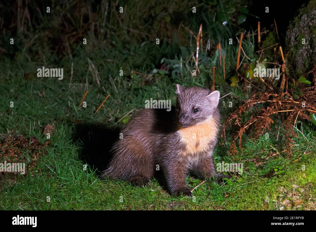 Pine marten uk family hi-res stock photography and images - Alamy