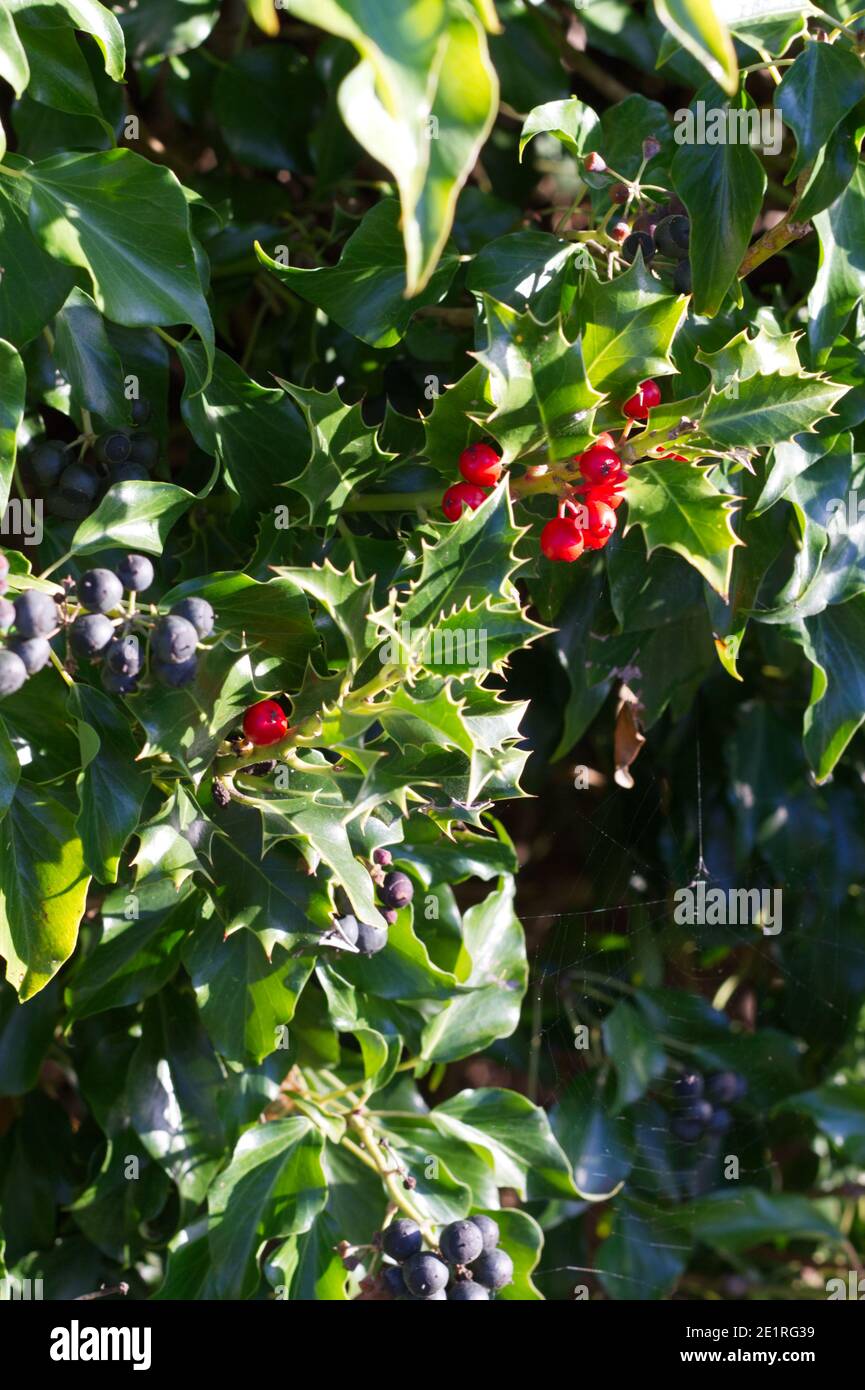 Holly hedge hi-res stock photography and images - Alamy