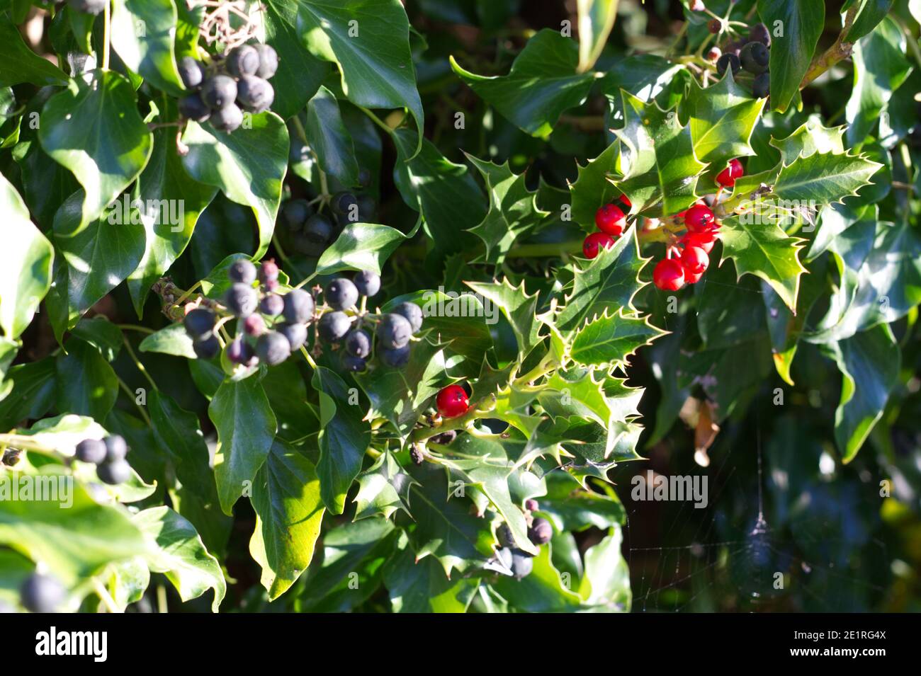 Holly hedge hi-res stock photography and images - Alamy