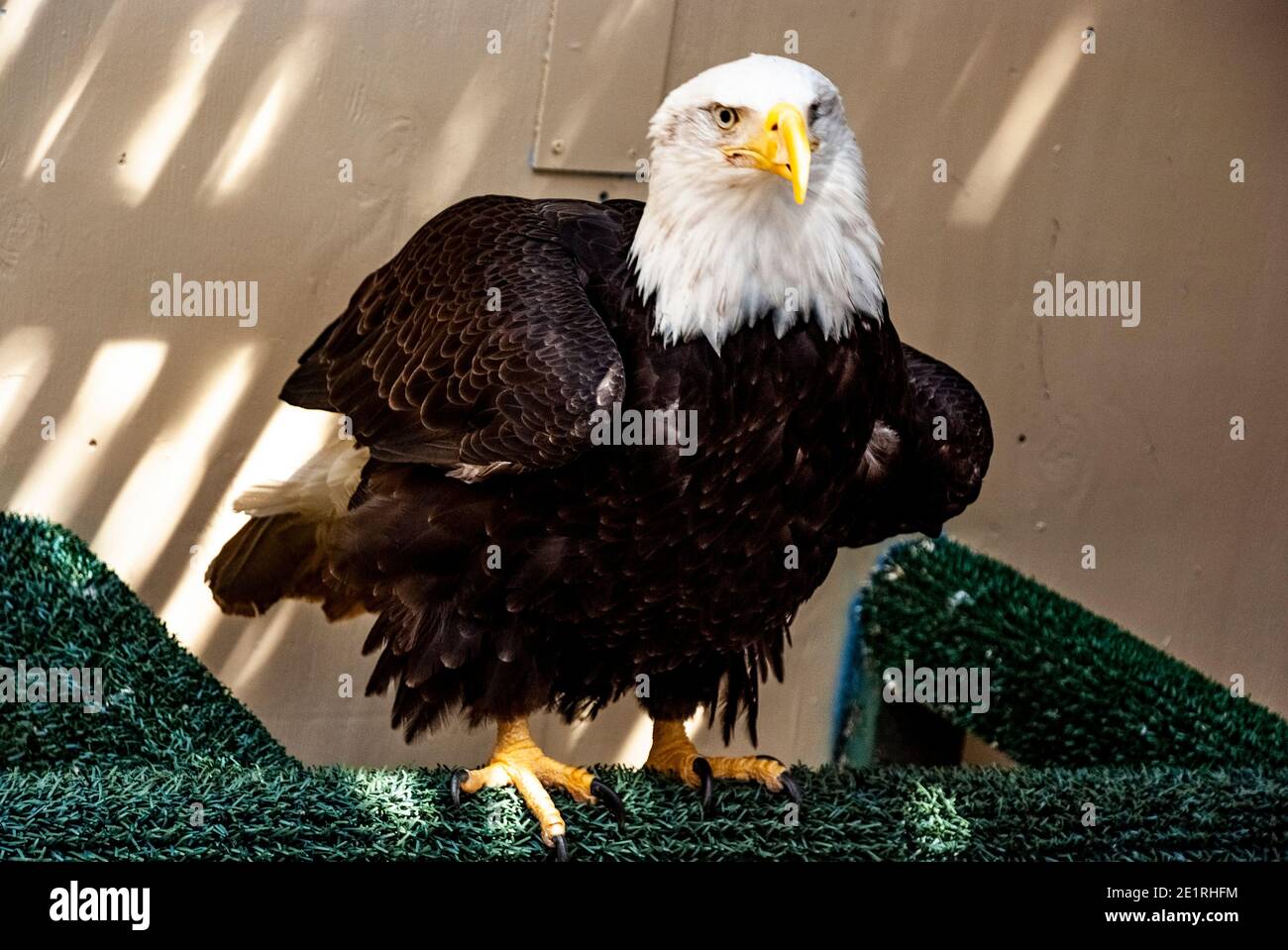 Bald eagle in Juneau, Alaska, United States of America, North America ...