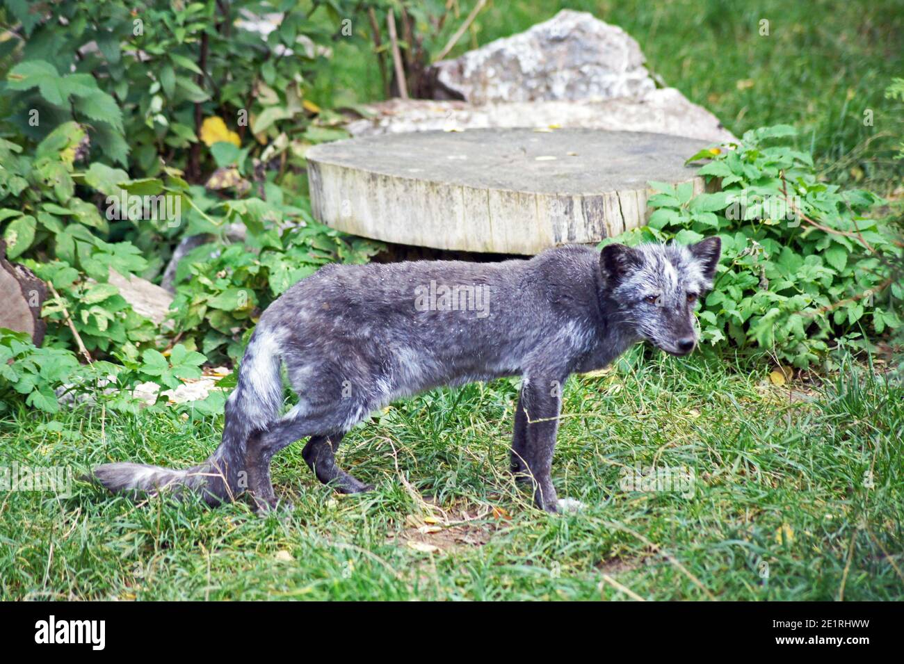 Extremely rare fox hi-res stock photography and images - Alamy