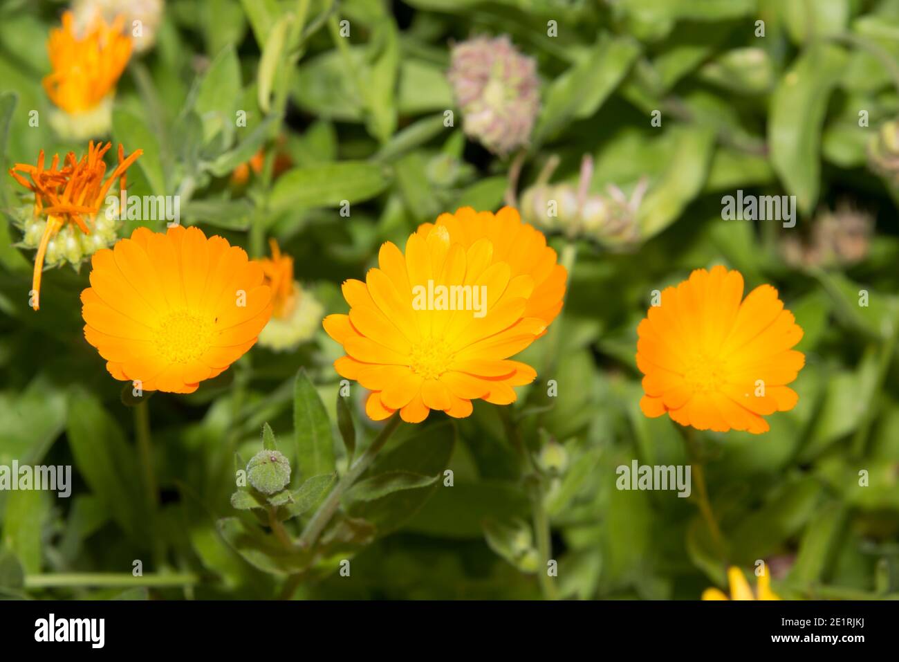 Common Marigold (Calendula officinalis Stock Photo - Alamy
