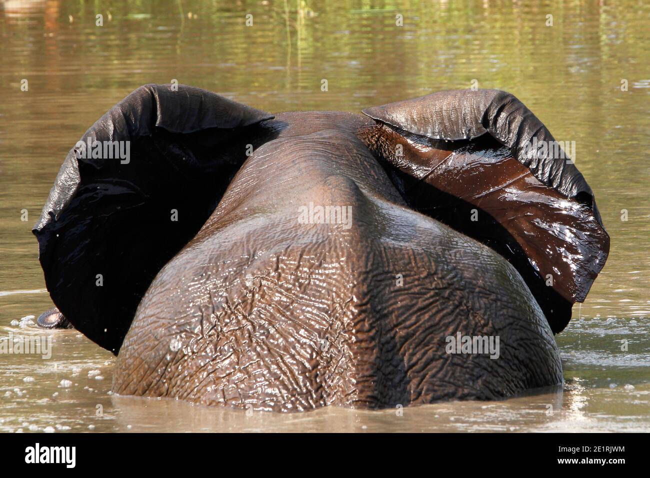 Wild African elephants in the natural African bush Stock Photo - Alamy