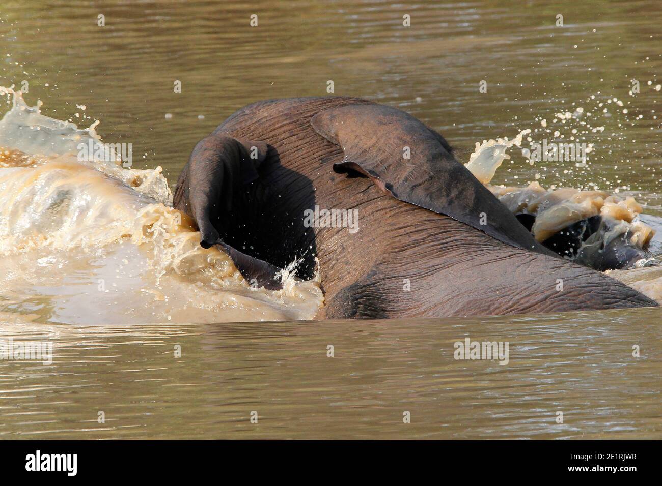 Wild African elephants in the natural African bush Stock Photo - Alamy