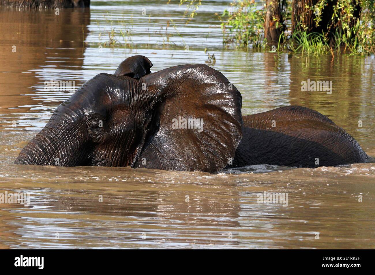 Wild African elephants in the natural African bush Stock Photo - Alamy