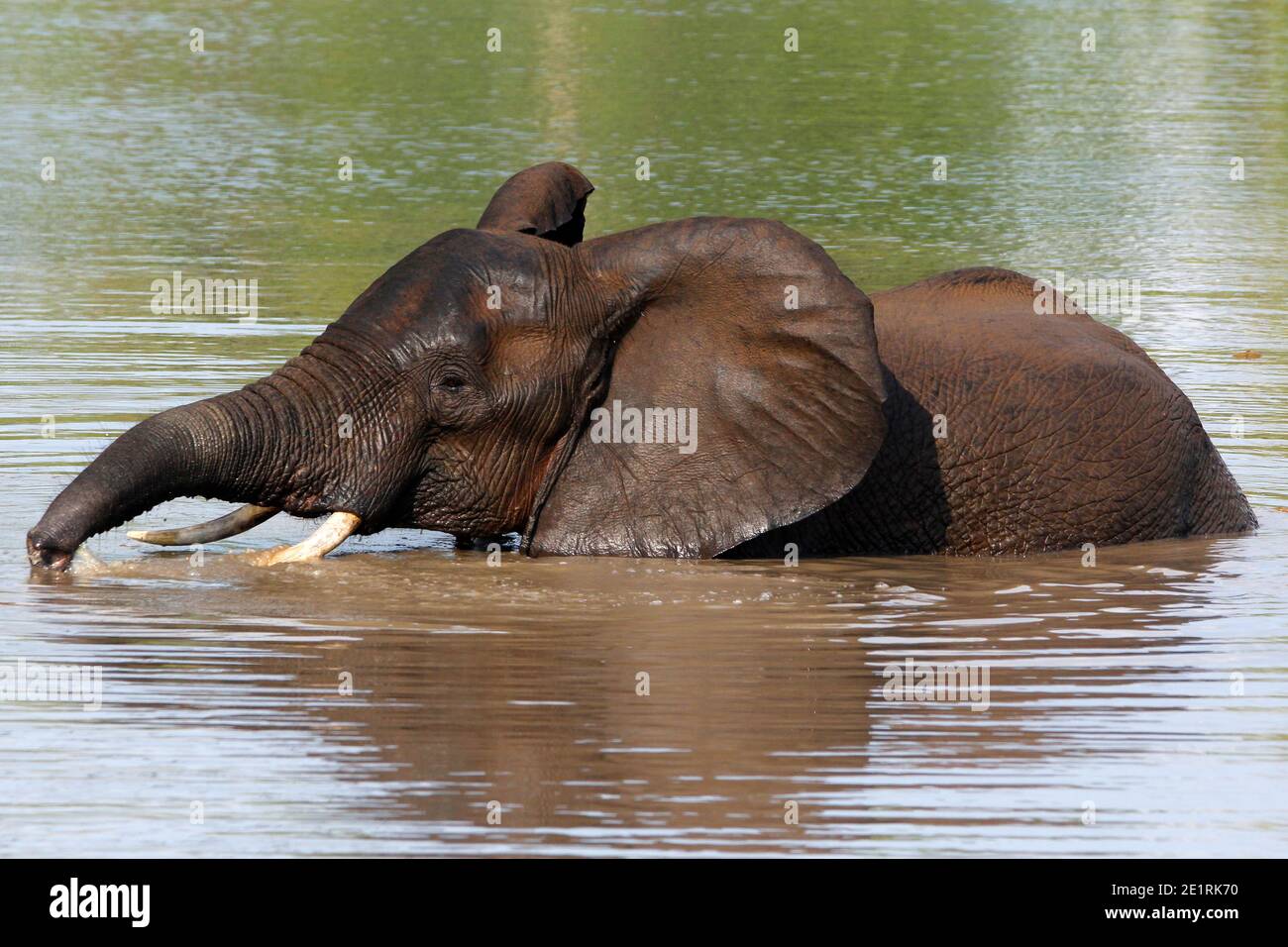 Wild African elephants in the natural African bush Stock Photo - Alamy