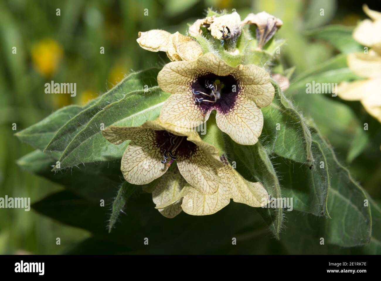 White henbane hi-res stock photography and images - Alamy