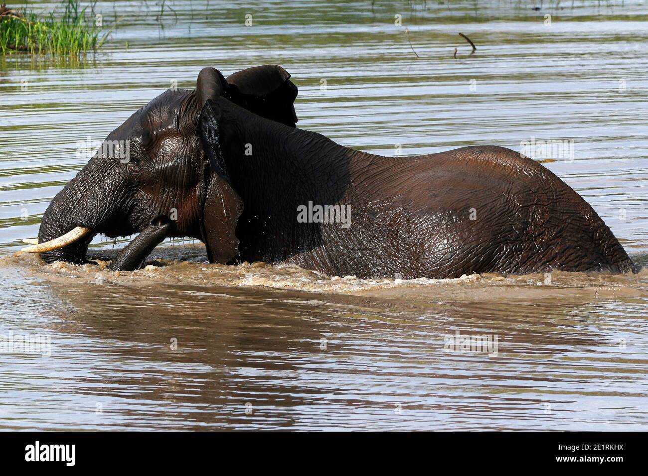 Wild African elephants in the natural African bush Stock Photo - Alamy