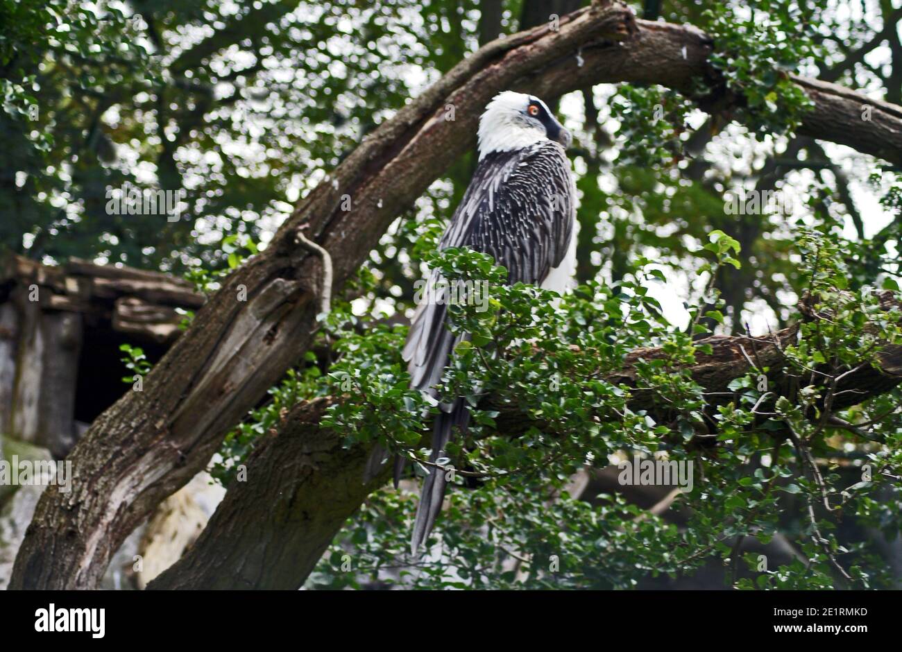 Ossifrage hi-res stock photography and images - Alamy