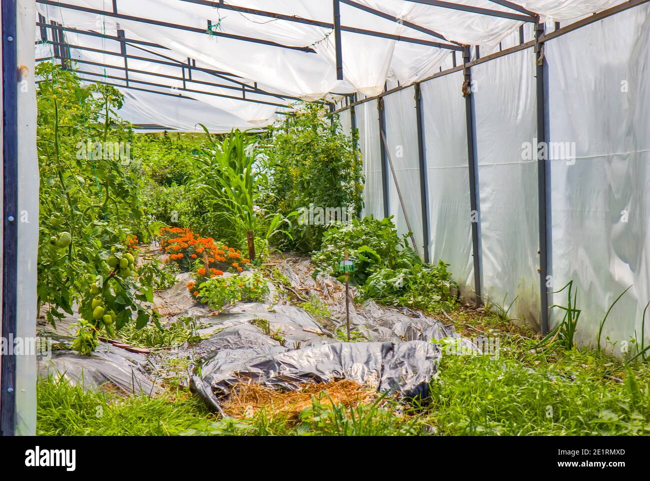 Small greenhouse with organic vegetables and fruits Stock Photo - Alamy