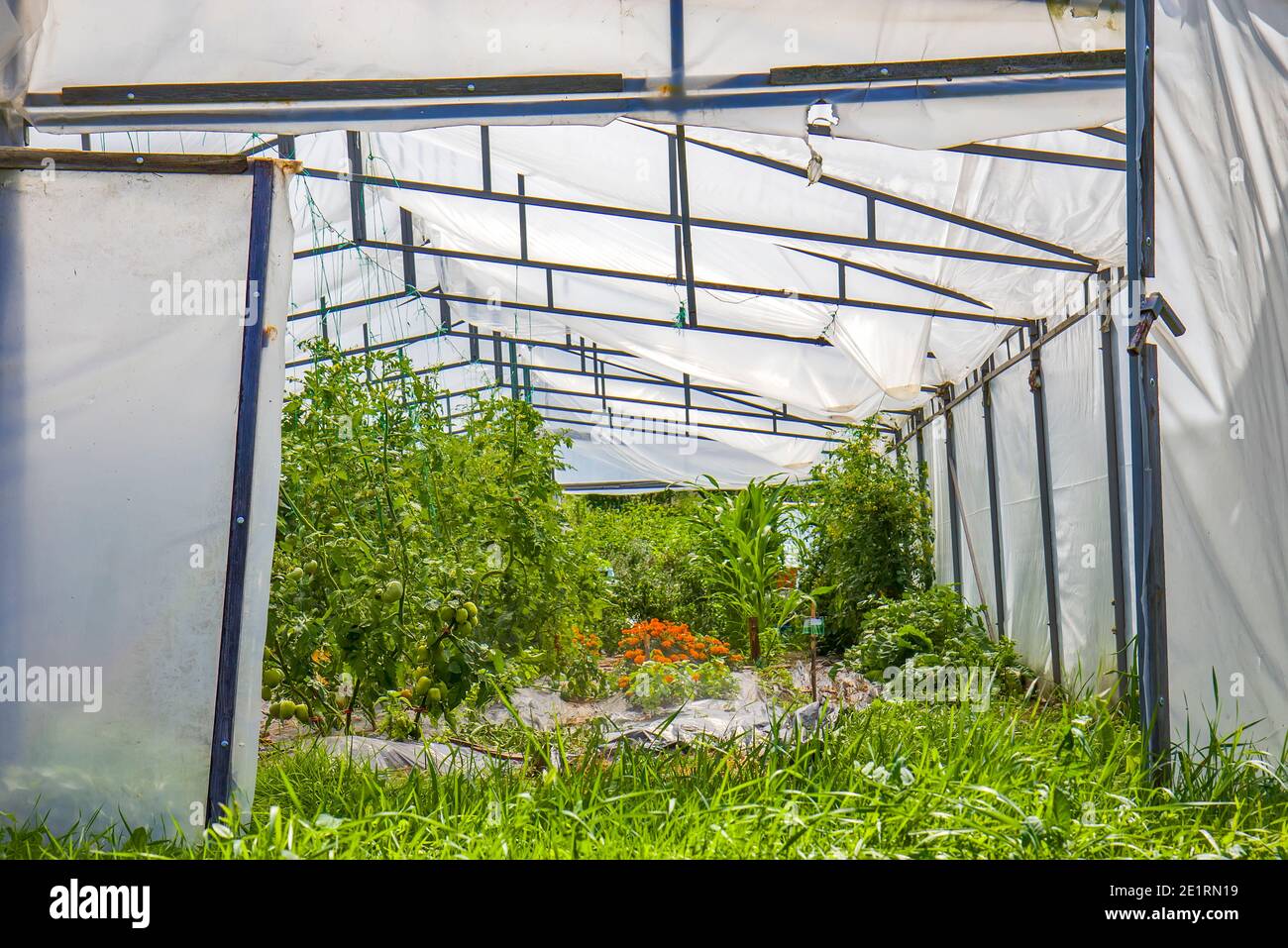 Small greenhouse with organic vegetables and fruits Stock Photo - Alamy