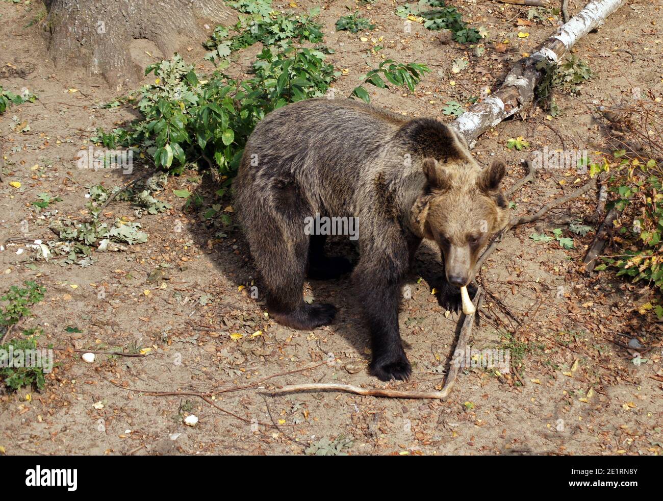 Bear playing with the stick Stock Photo - Alamy