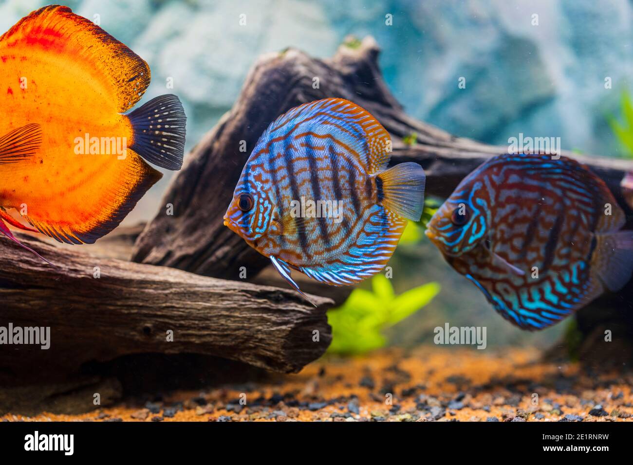 View of discus fish swimming in planted aquarium. Tropical fishes ...