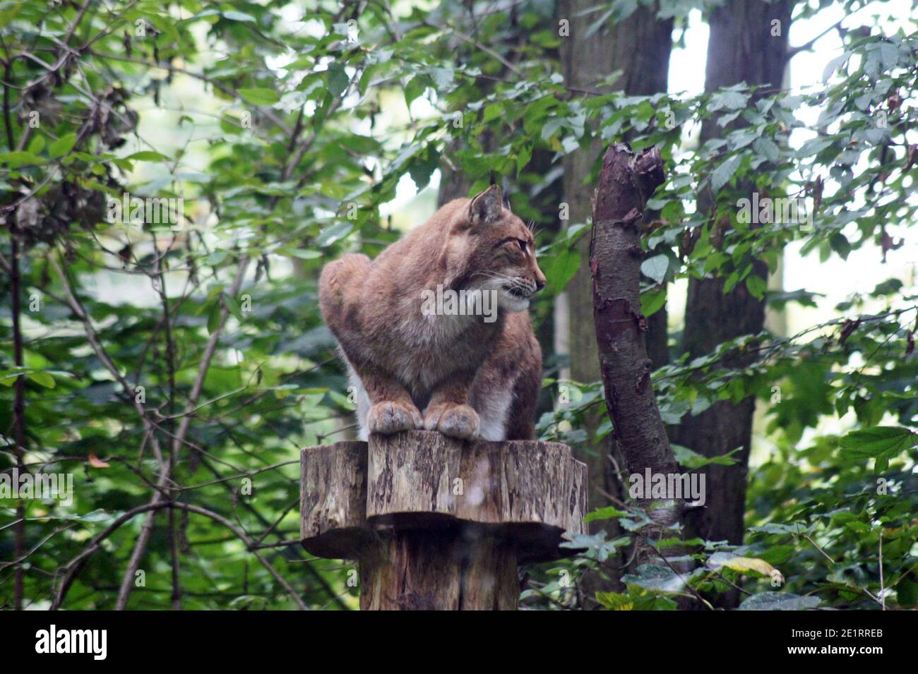 Lynx silhouette hi-res stock photography and images - Alamy