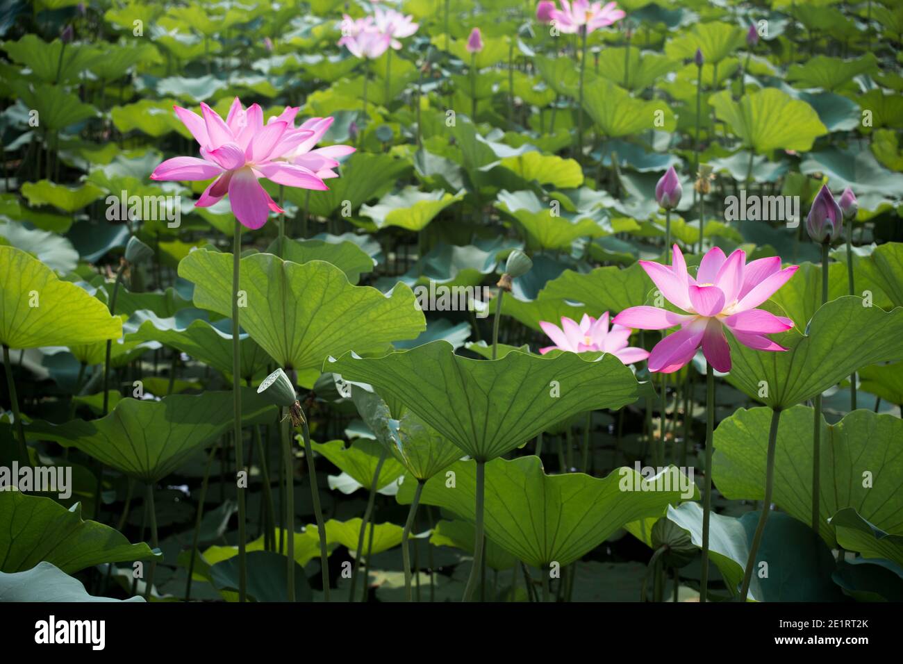 Twin lotus flowers hi-res stock photography and images - Alamy