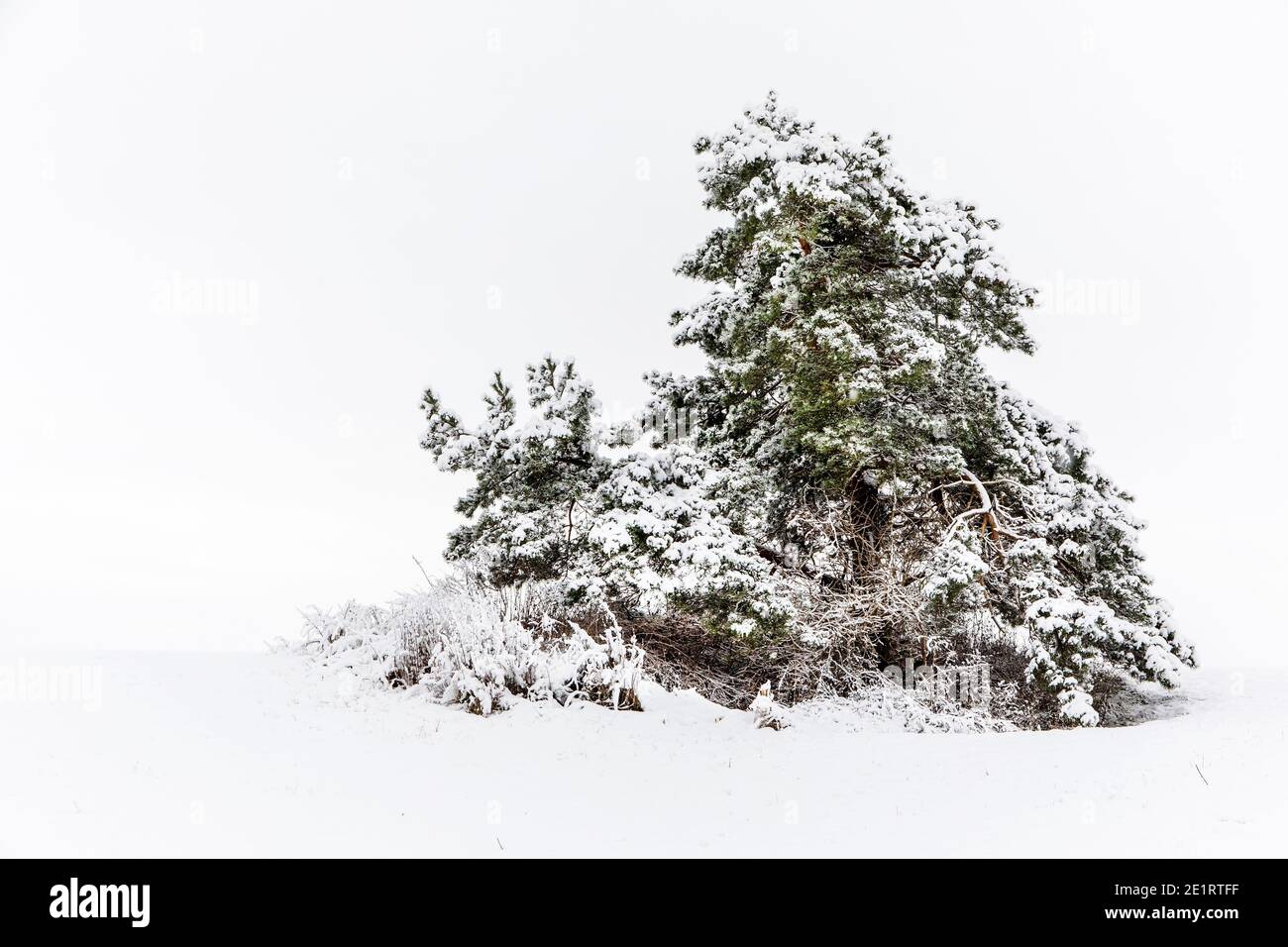 Snow-covered landscape. Pine trees in the snow. Lonely tree. Winter ...