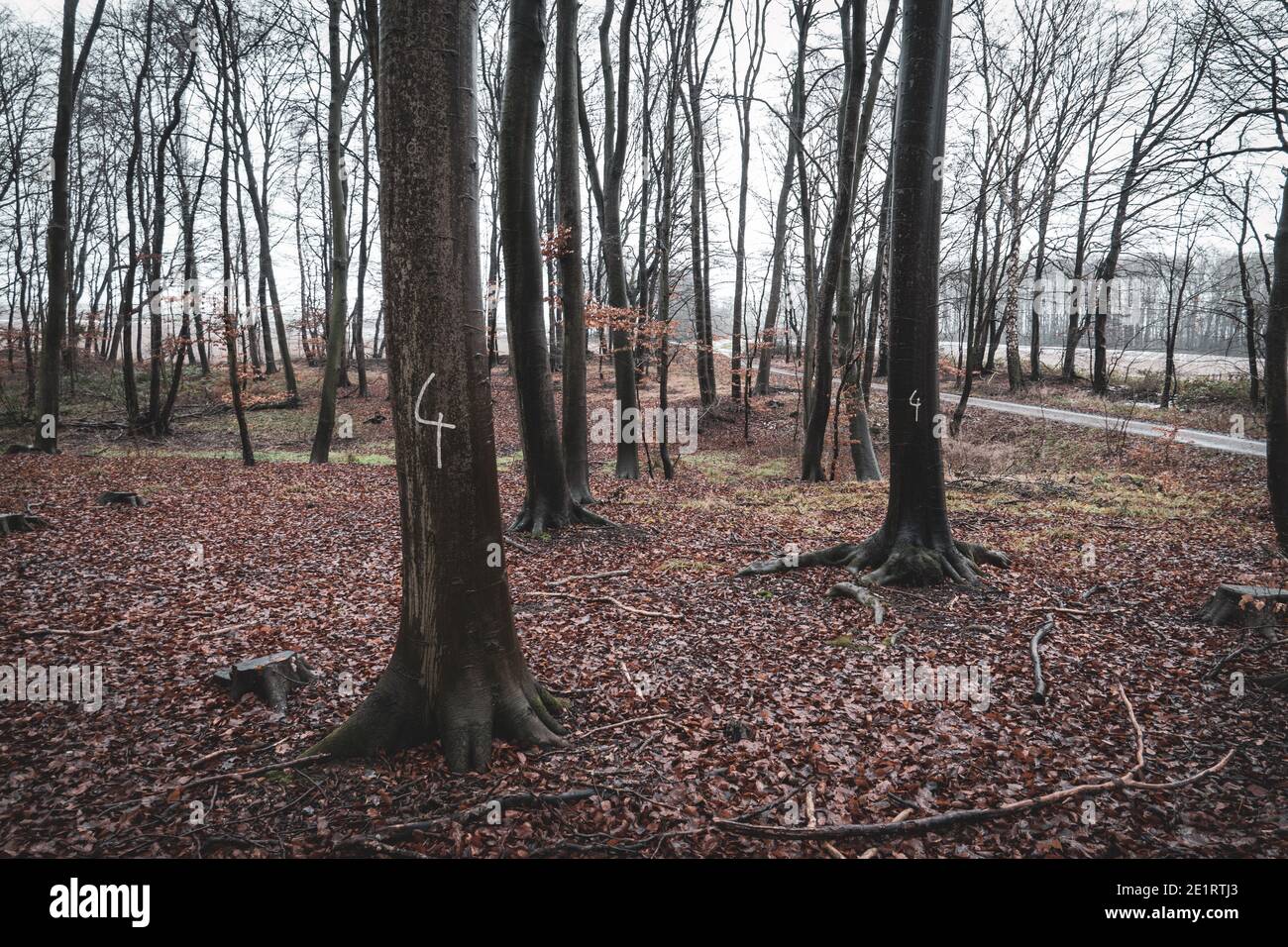 on some trees in the forest the number 4 is written as a marker Stock ...