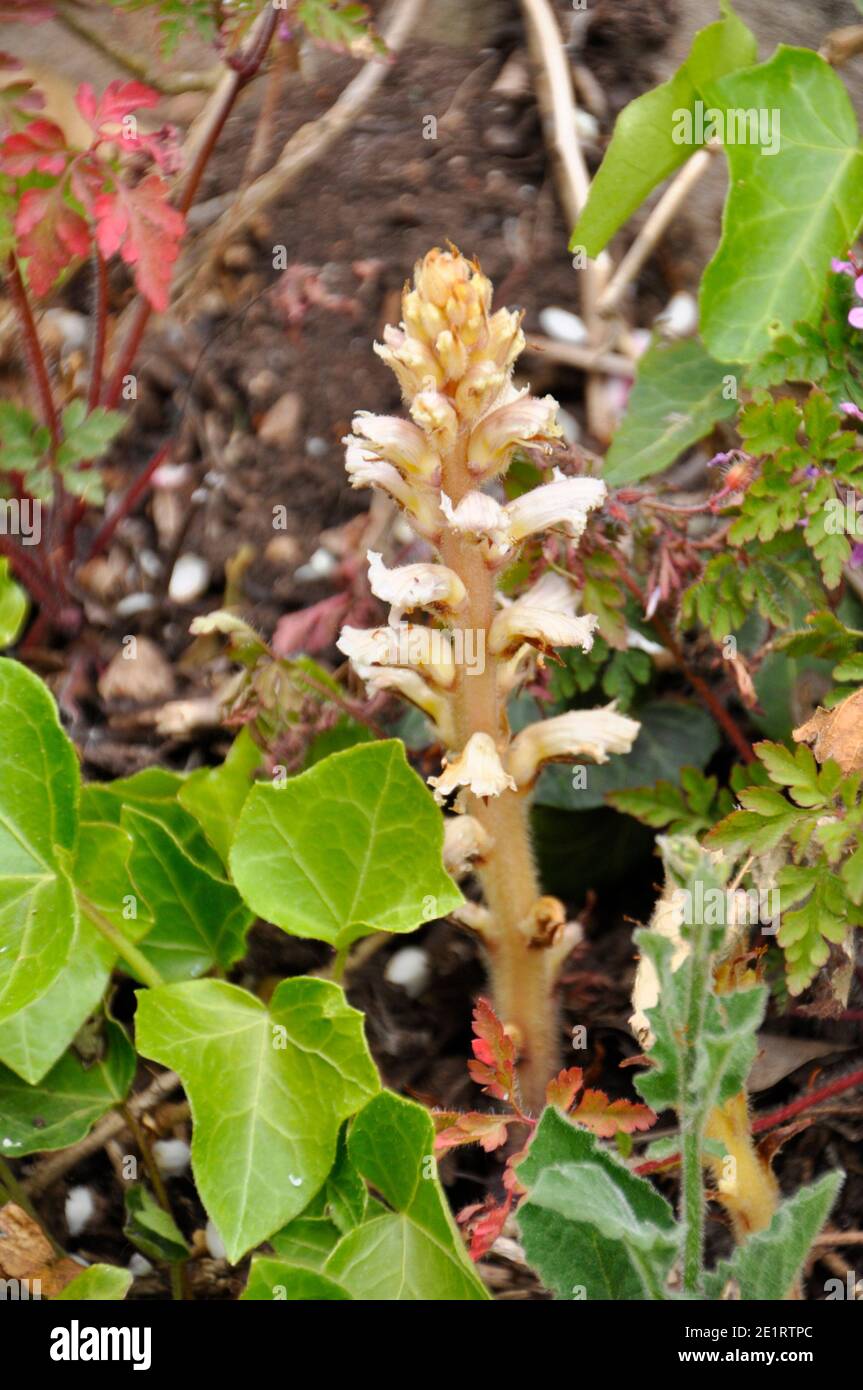 Ivy Broomrape "Orobanche hederae", parasite on Ivy plants only, South ...