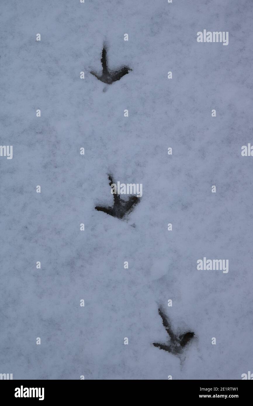 Bird footprints in the snow Stock Photo - Alamy