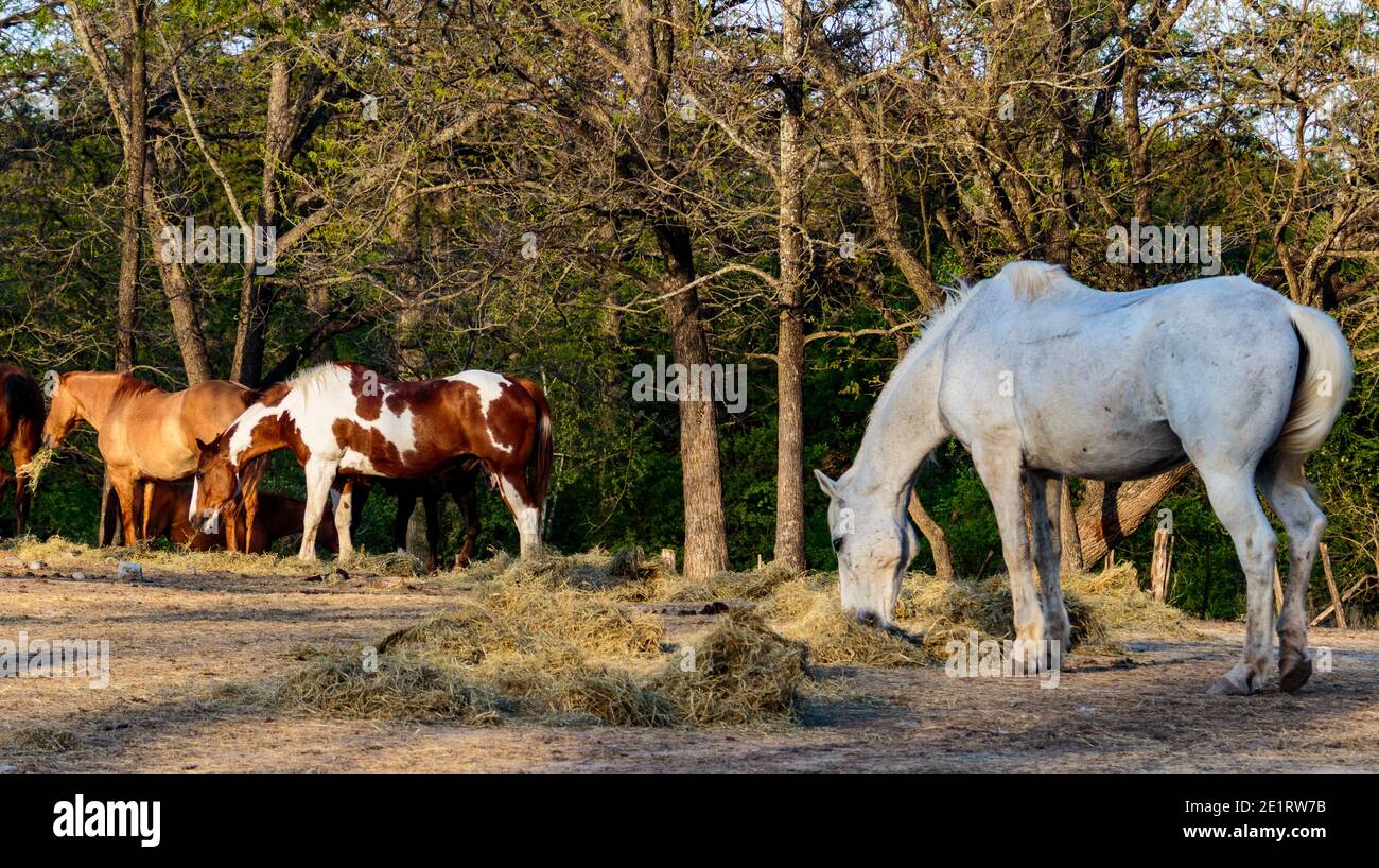 Mayan Dude Ranch - Bandera, Texas Stock Photo - Alamy