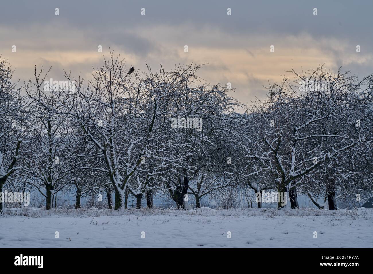 Old cherry trees in the snow Winter rural landscape lower Silesia ...