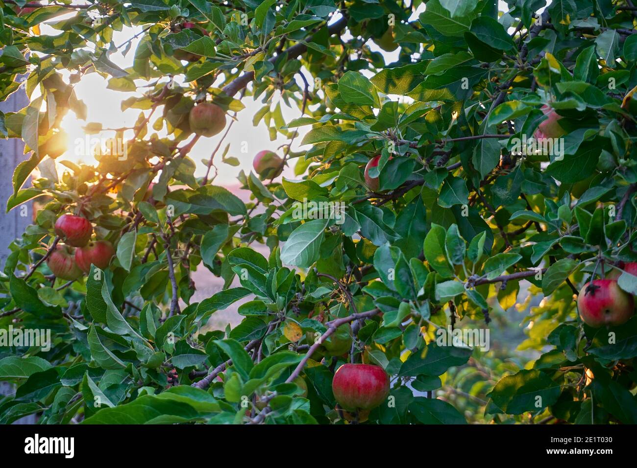 Organic apple tree hi-res stock photography and images - Alamy
