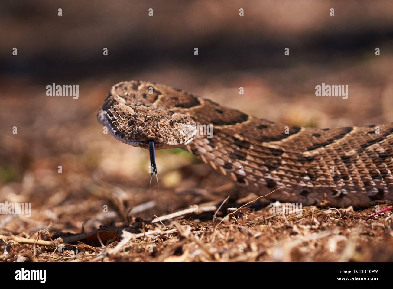 Puff Adder Head