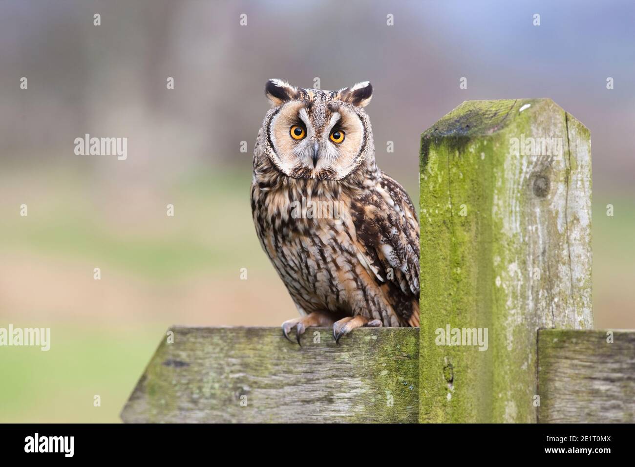 Northern long eared hi-res stock photography and images - Alamy